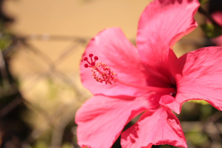 Belleza Natural con flores – Sabiduría de Mami