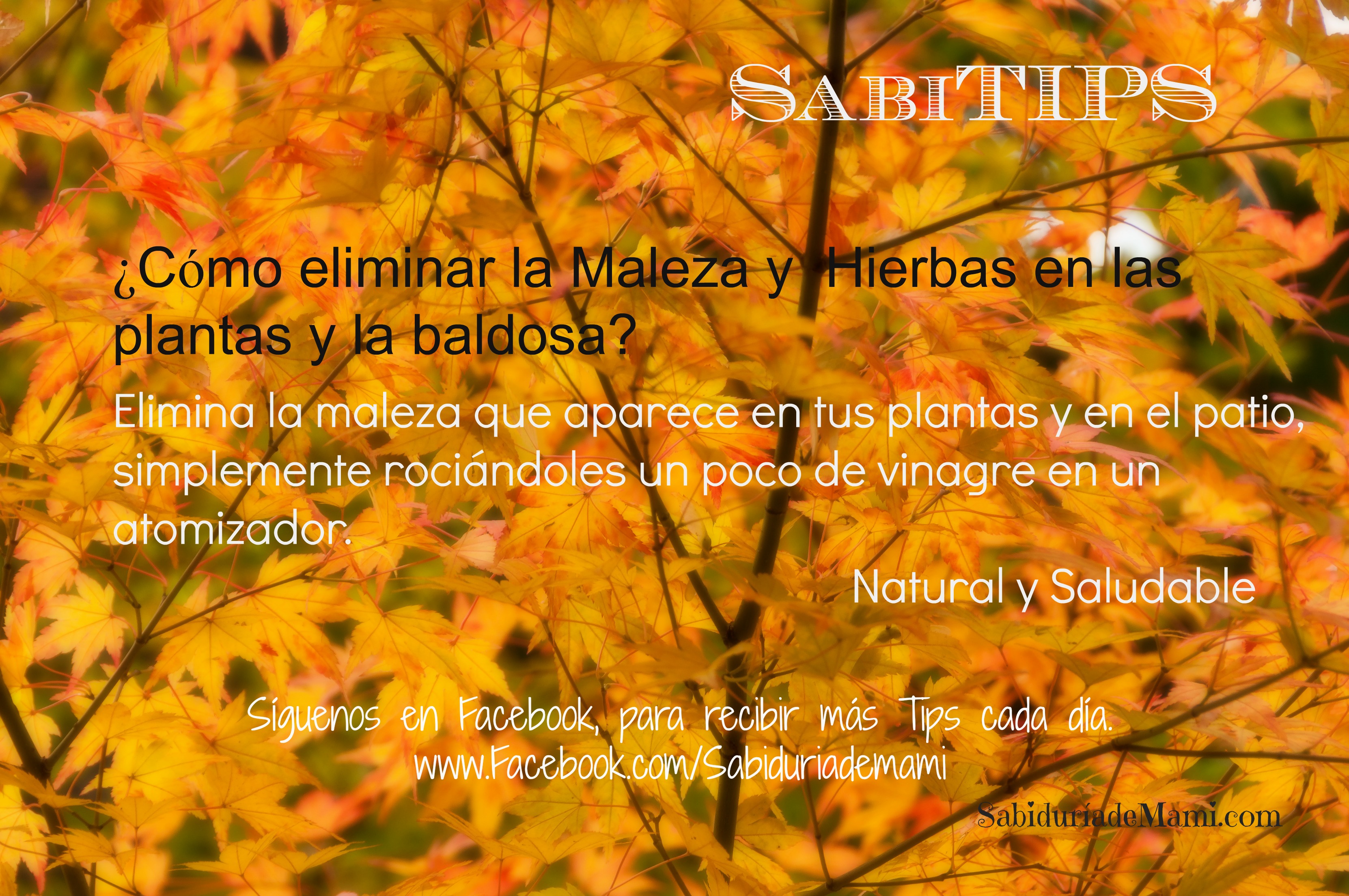 ¿Maleza en tus plantas? – Sabiduría de Mami